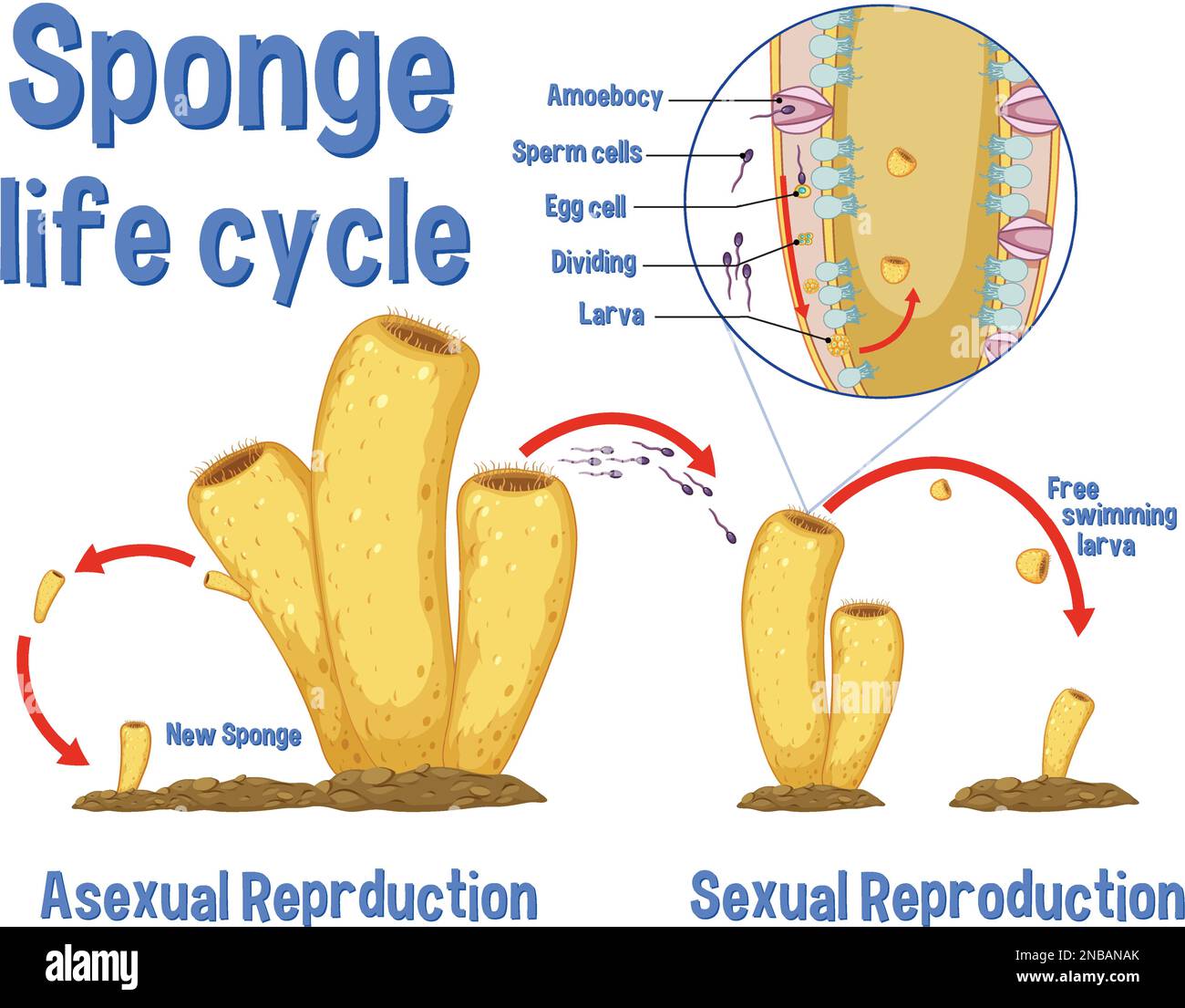 Cell cycle art hi-res stock photography and images - Alamy