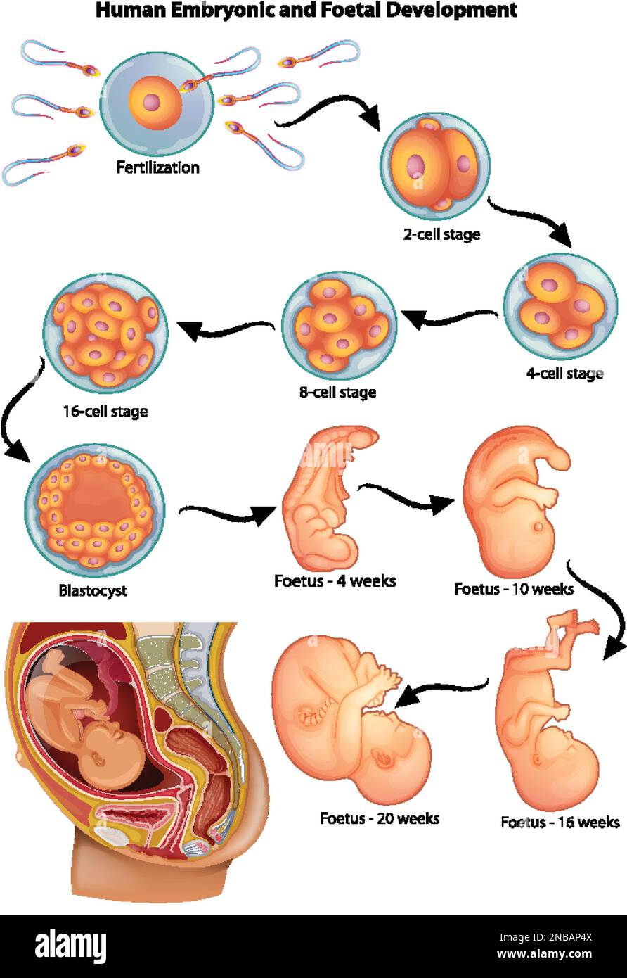 Illustration Showing Stages In Human Embryonic Development Illustration