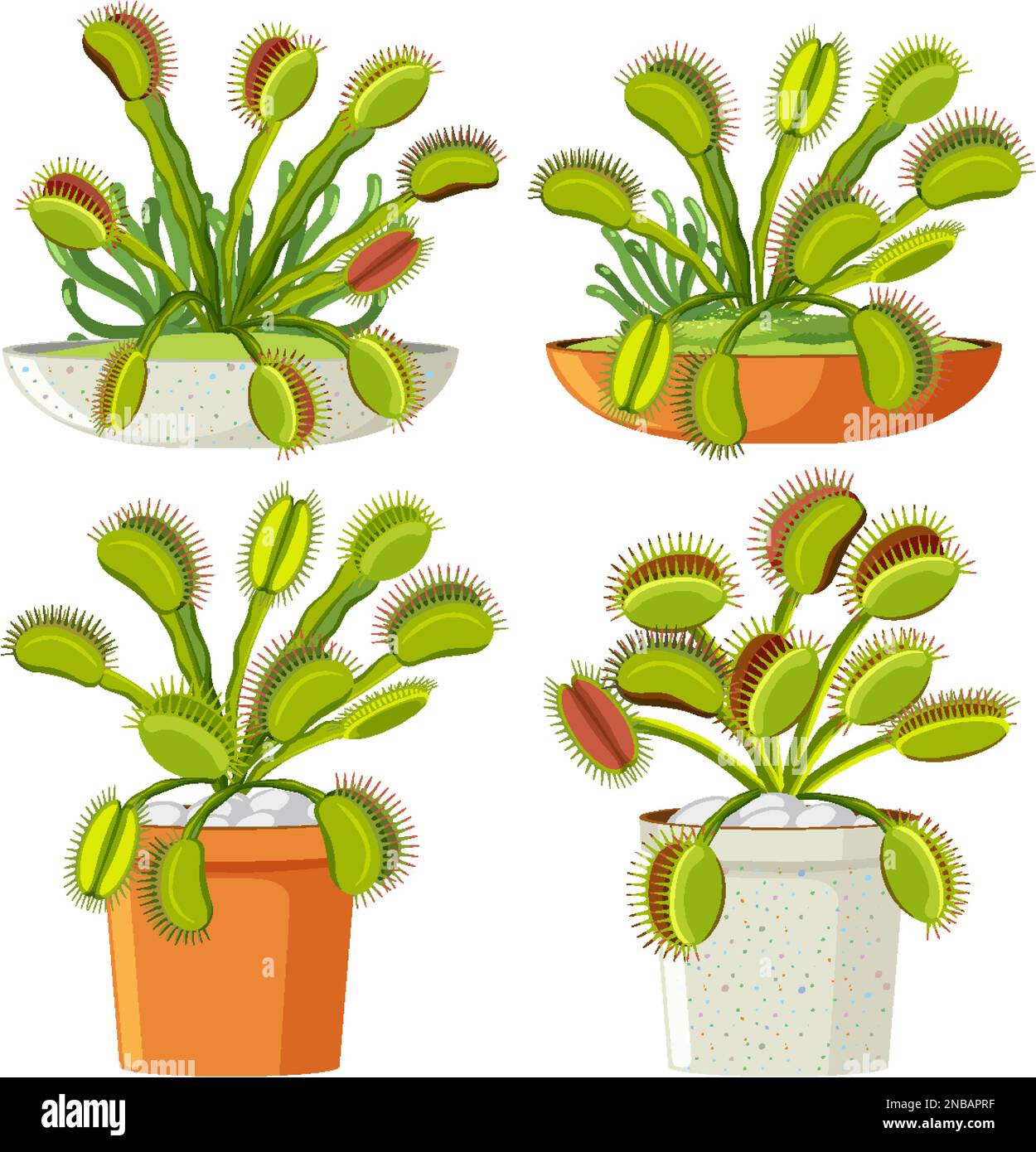 Dionea or venus flytrap drawing hi-res stock photography and images - Alamy
