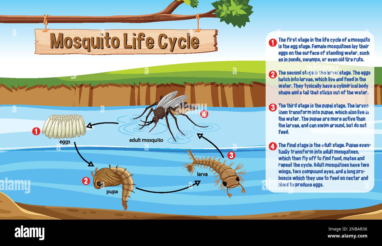 Mosquito Life Cycle Infographic illustration Stock Vector Image & Art ...