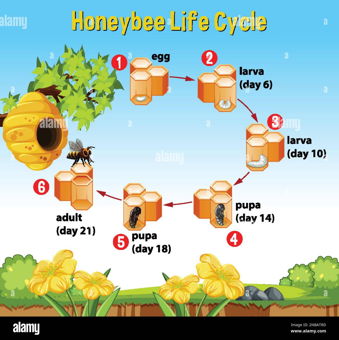 Honeybee life cycle diagram with explanation illustration Stock Vector ...
