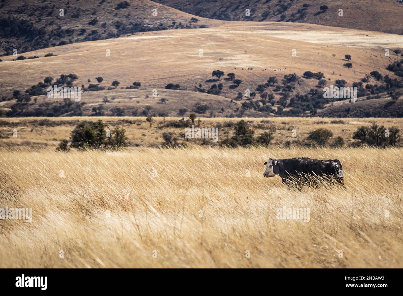 Arizona cattle farm hi-res stock photography and images - Alamy