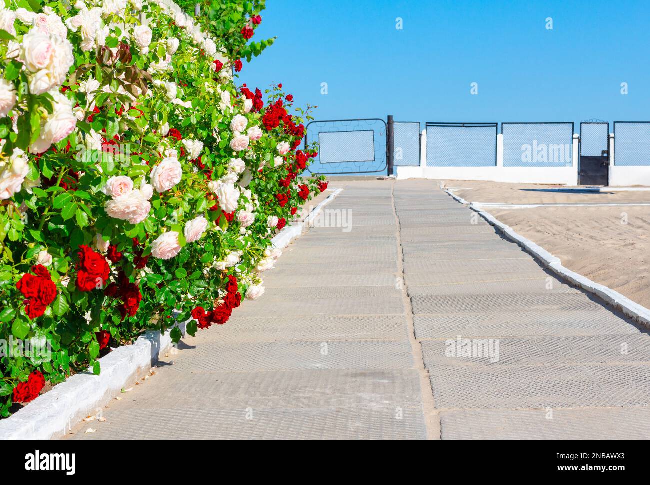 Alley of roses hi-res stock photography and images - Alamy
