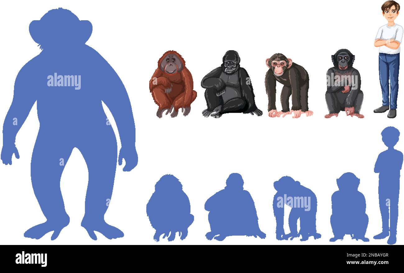 Five different types of great apes illustration Stock Vector Image ...