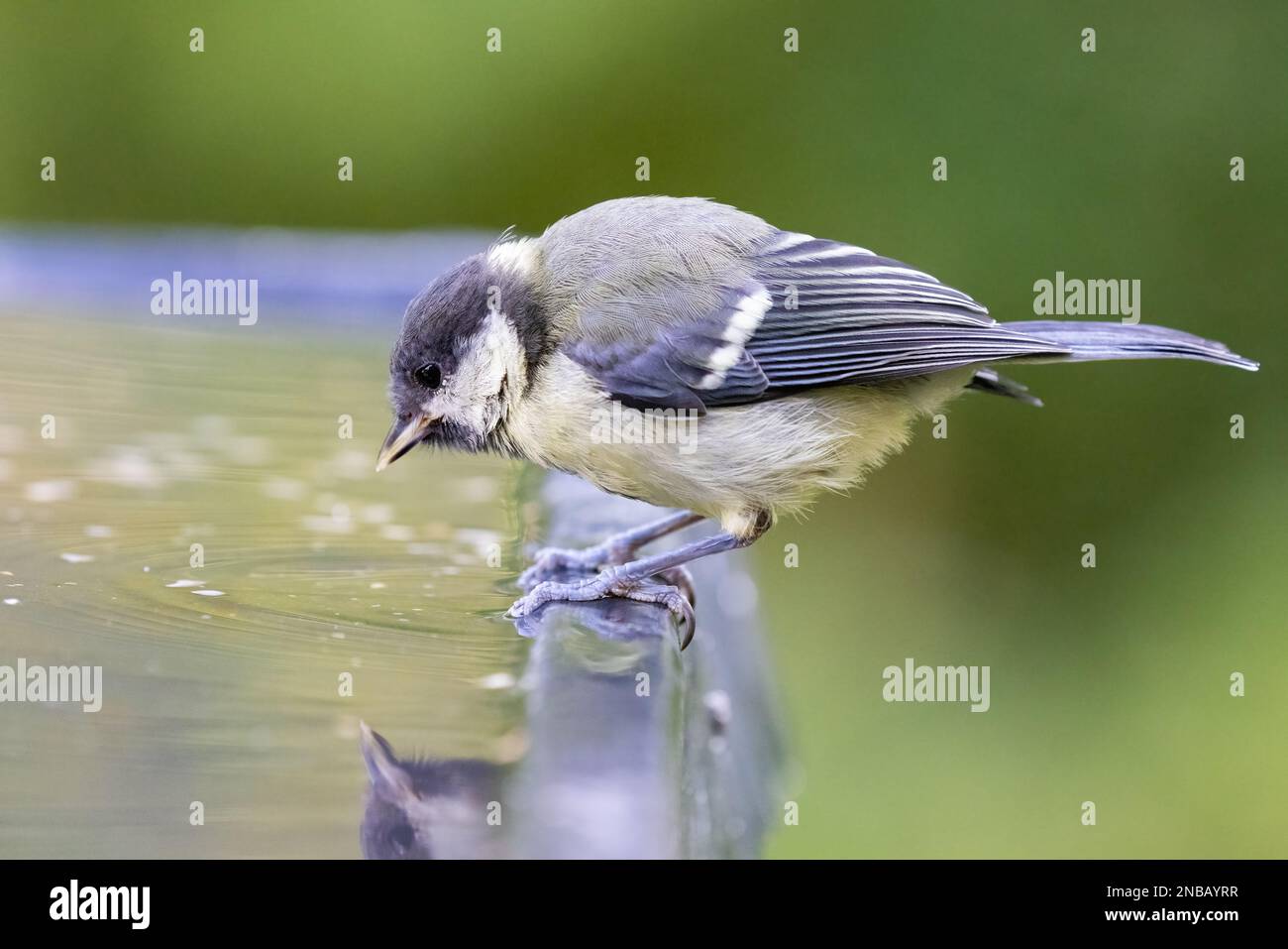 Great tit [ Parus major ] Juvenile bird drinking from shallow pool ...