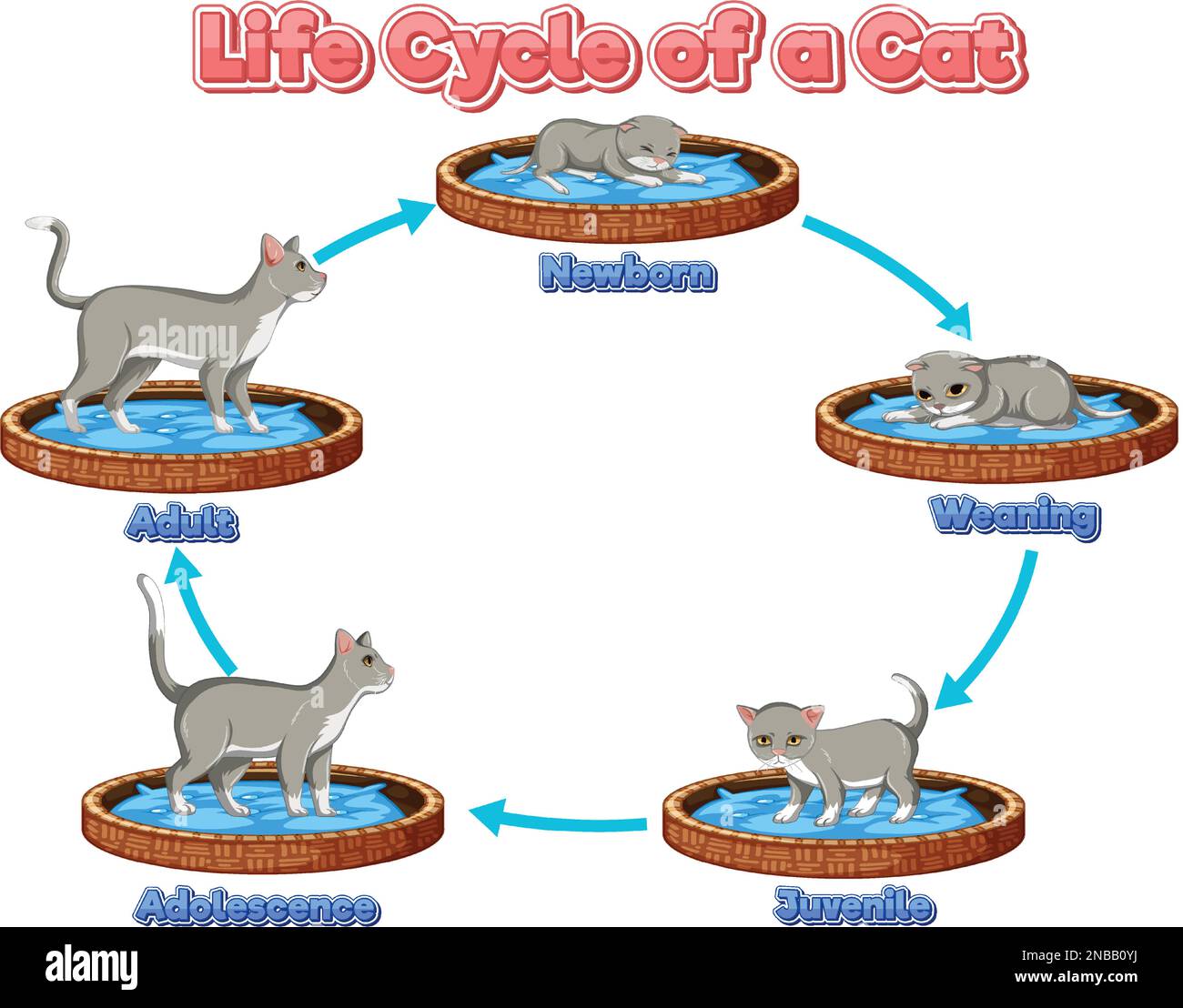 Science life cycle of cat illustration Stock Vector Image & Art - Alamy