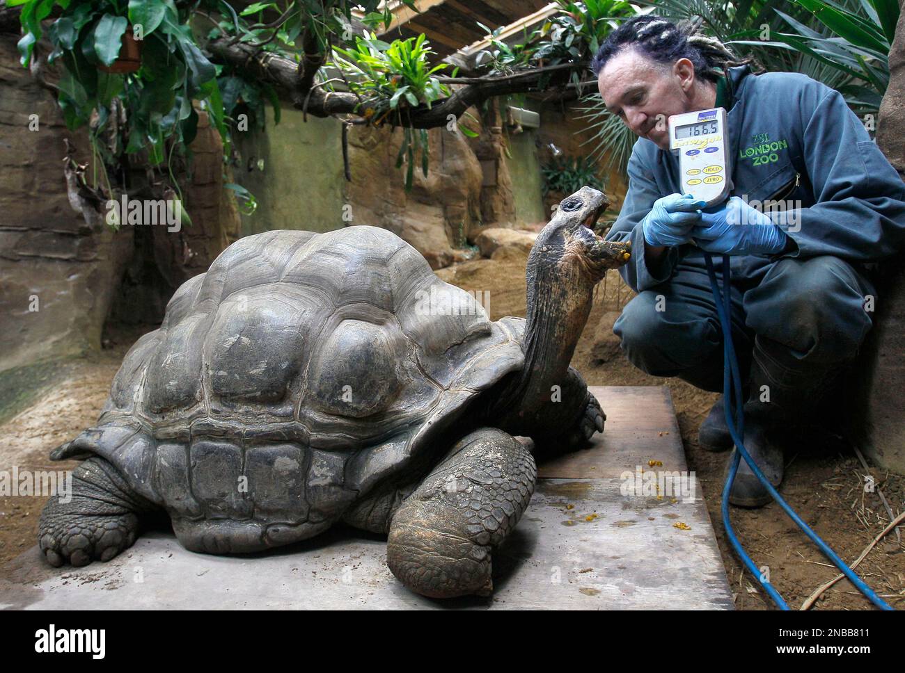 Dirk the Giant Galapagos Tortoise (Chelonoidis nigra) reacts as he is ...