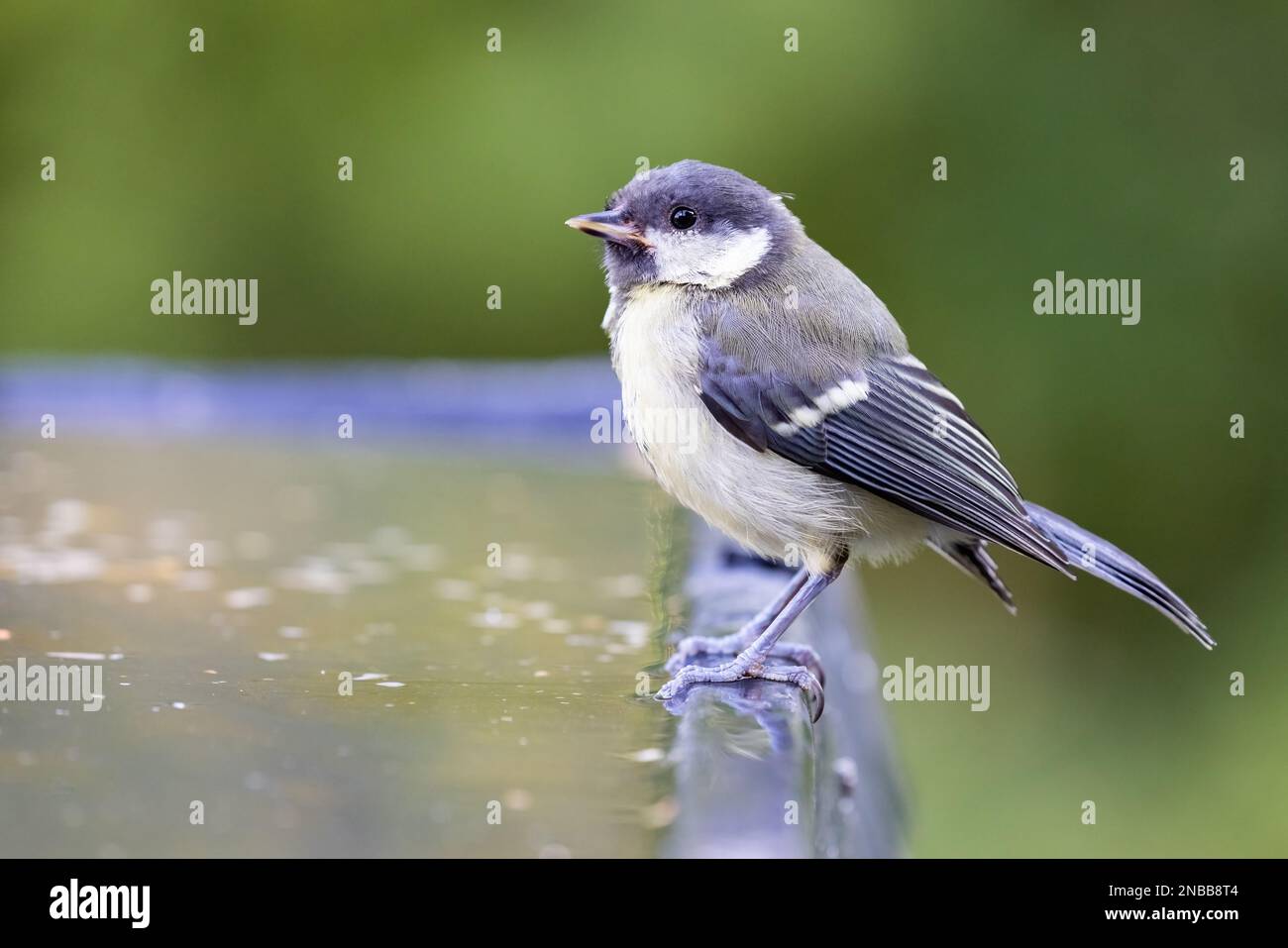 Great tit [ Parus major ] Juvenile bird drinking from shallow pool ...