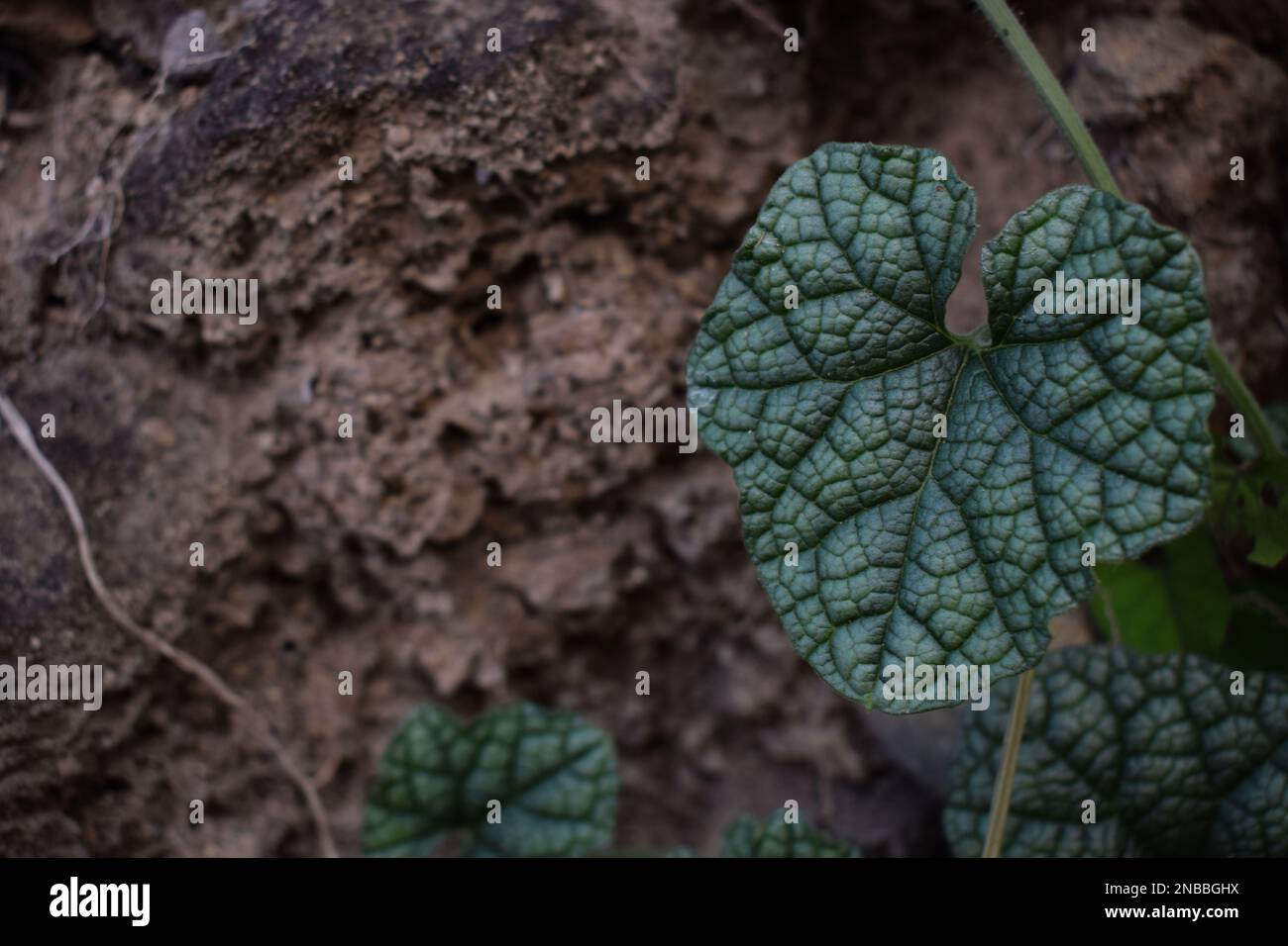 close up of a wild leaf with copy space concept for Wallpaper Stock ...