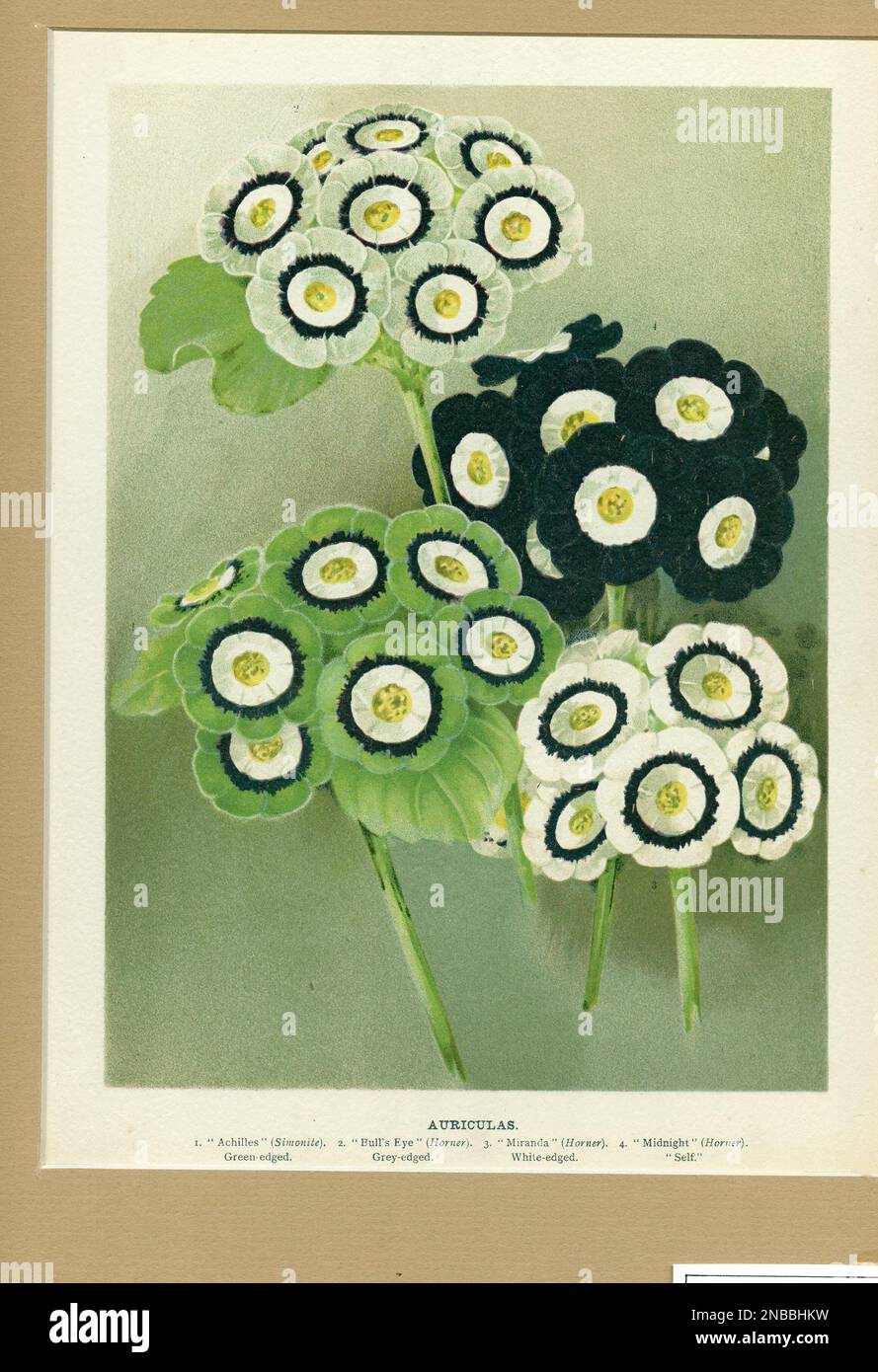 A colored lithograph of Auriculas flowers by Low and Hamilton Stock ...
