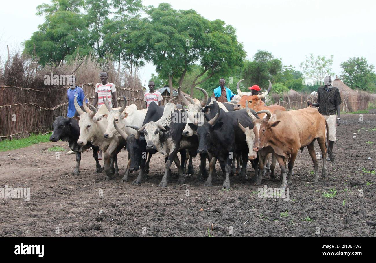 In this Wednesday, July 13, 2011 photo, young men herd cattle through ...