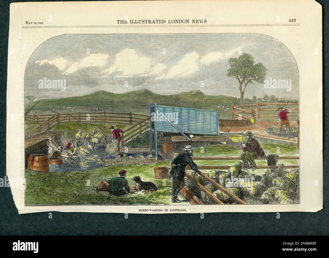 Sheep washing hi-res stock photography and images - Alamy