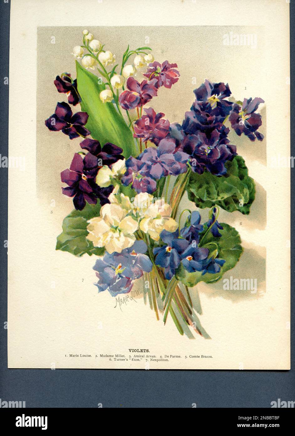 Violets Antique Flower Lithograph by Miss Gertrude Hamilton & Miss ...