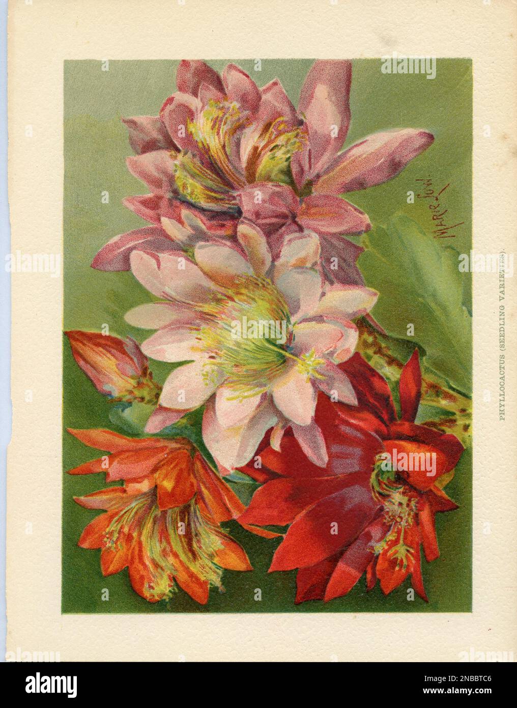 Phyllocactus Antique Flower Lithograph by Miss Gertrude Hamilton & Miss ...
