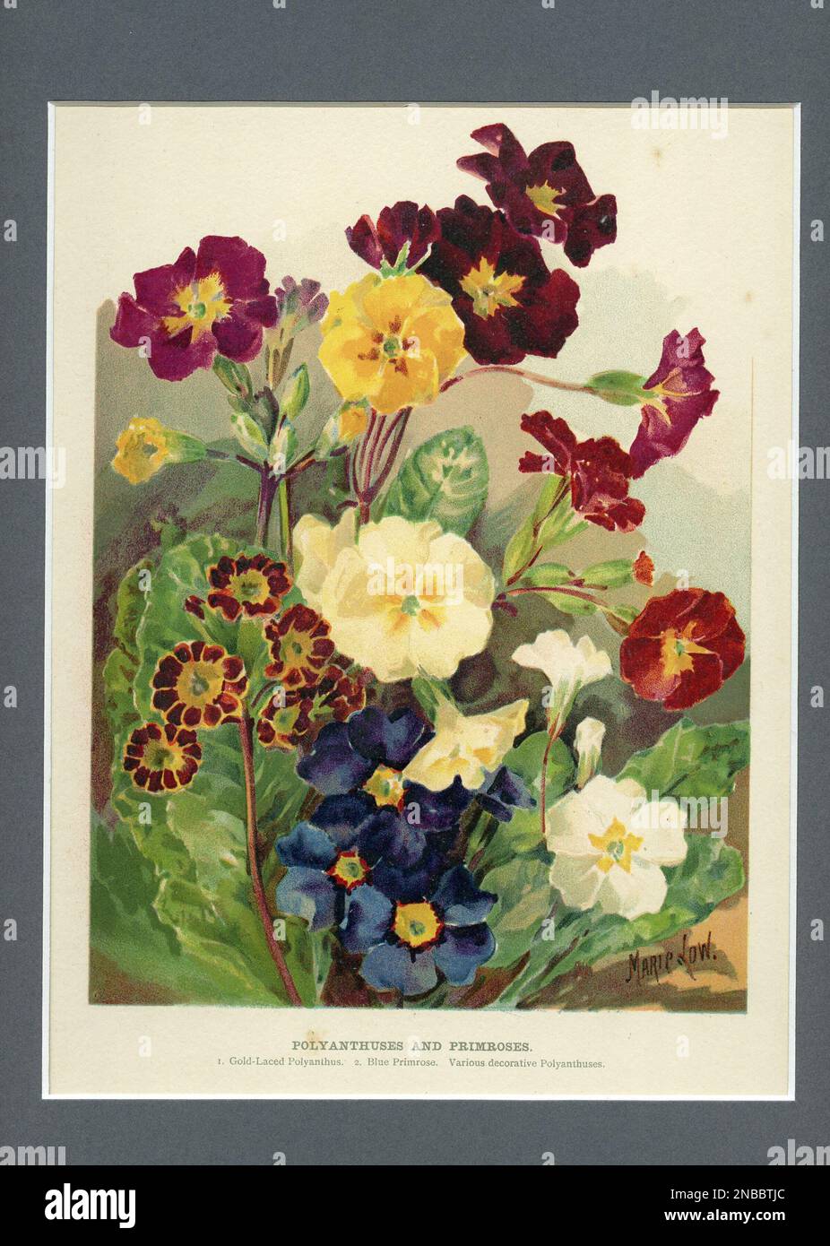 Polyanthuses and Primroses Antique Flower Lithograph by Miss Gertrude ...