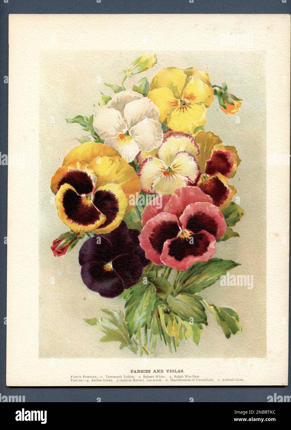 Pansies and Violas Antique Flower Lithograph by Miss Gertrude Hamilton ...