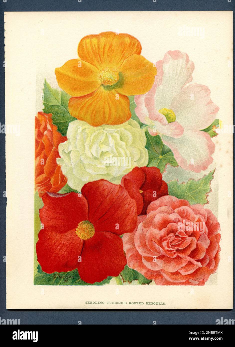 Begonia Antique Flower Lithograph by Miss Gertrude Hamilton & Miss ...