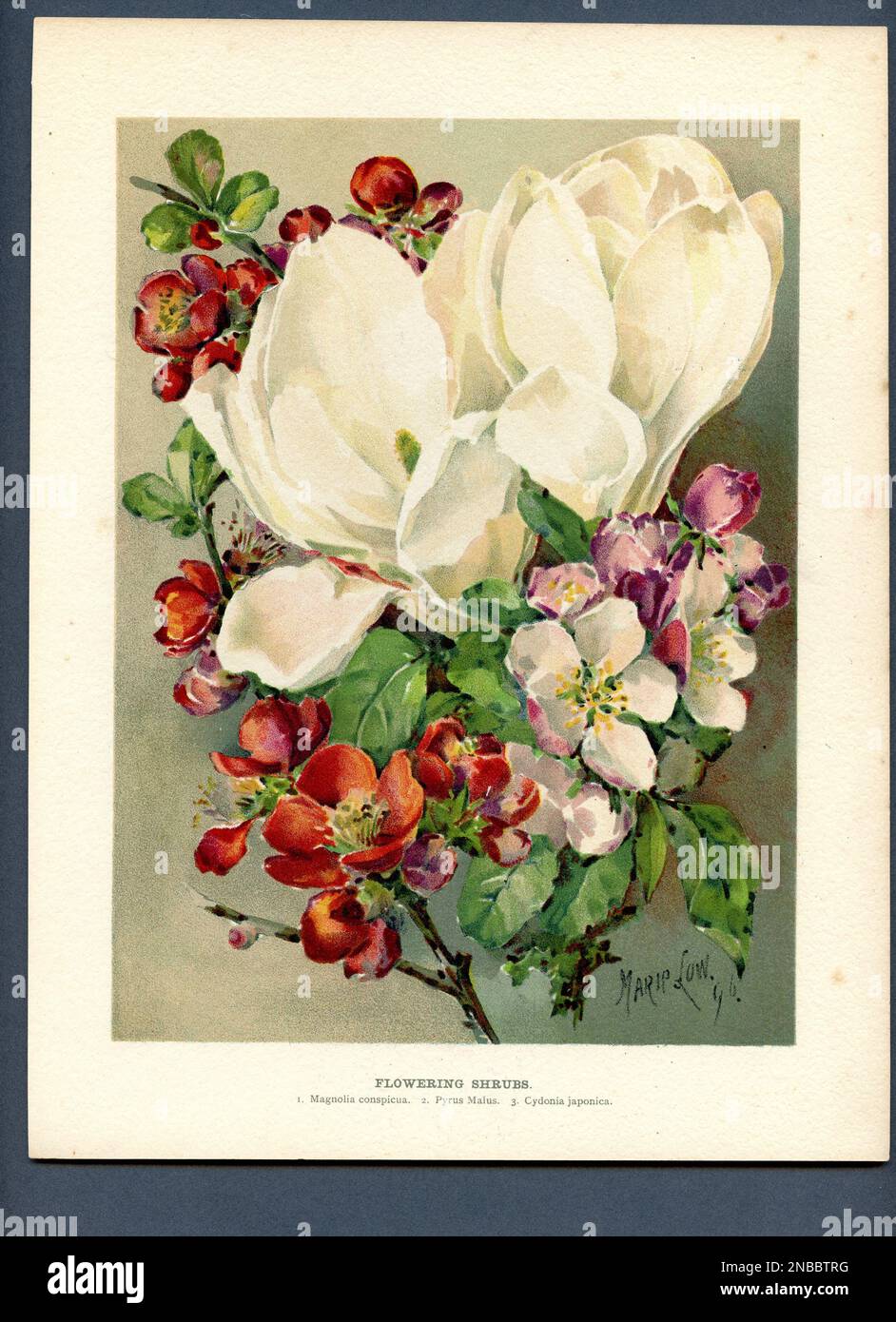 Magnolia Antique Flowering Shrubs Lithograph by Miss Gertrude Hamilton ...