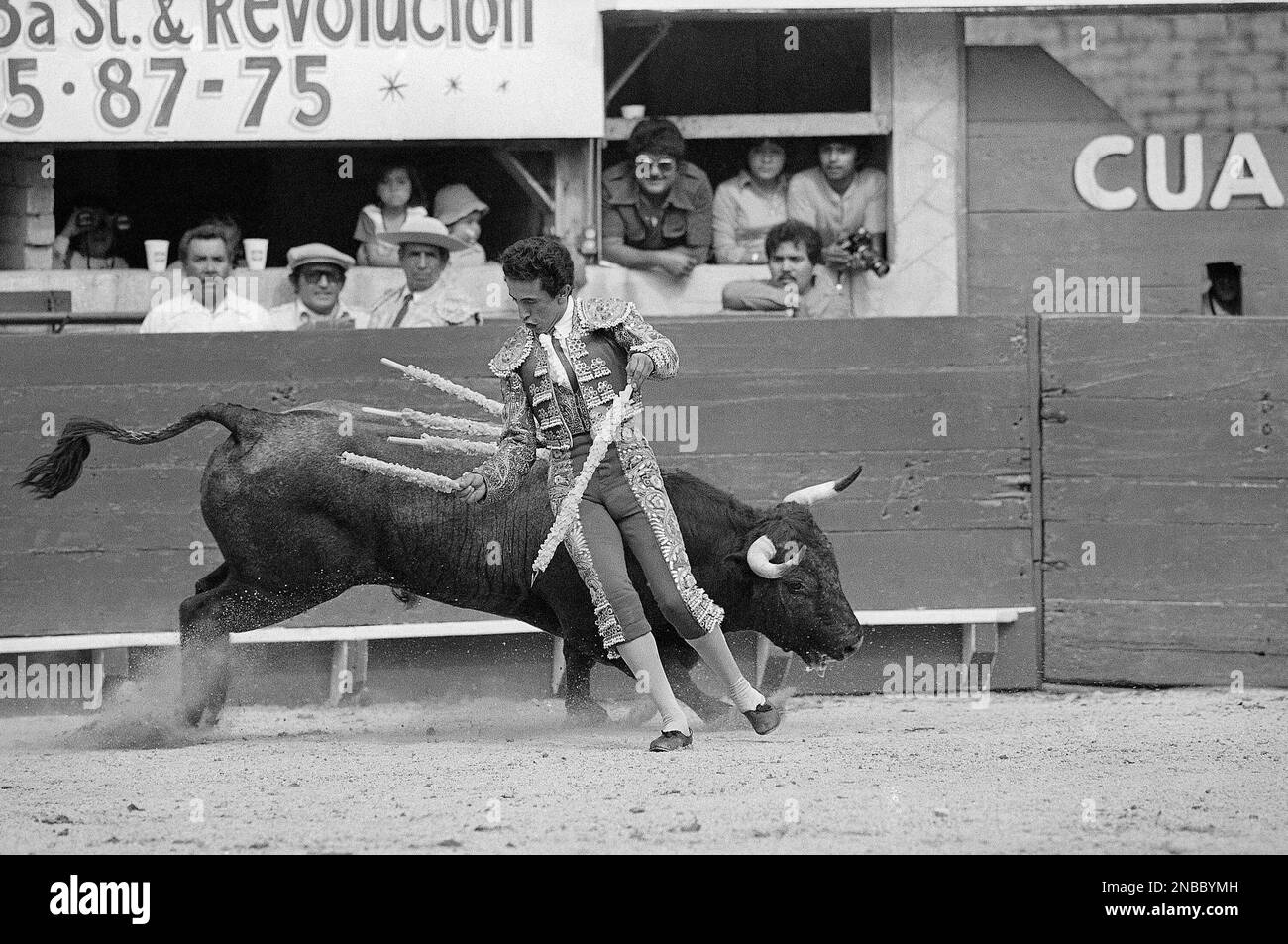 Matador Ortega places the banderillas into the bull’s back in Mexico ...