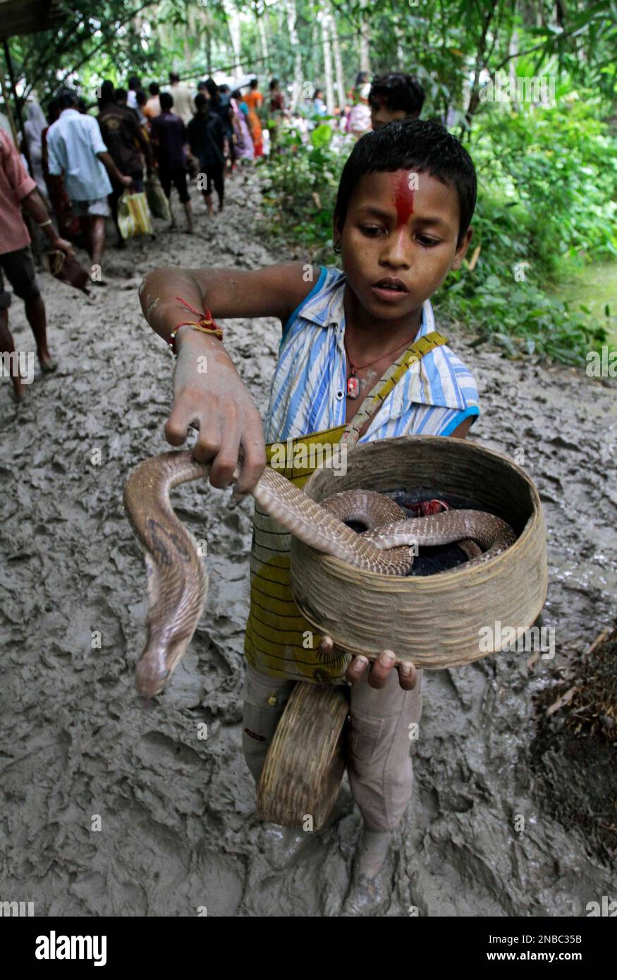 A young Indian snake charmer displays snakes to Hindu devotees for ...