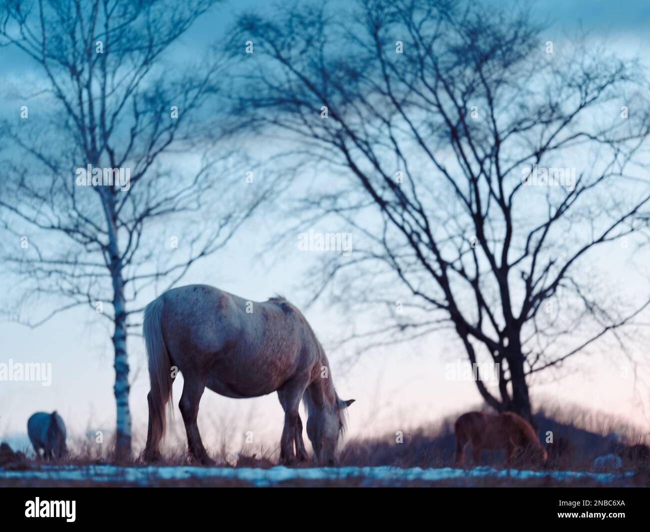 Dosanko Horse at Dawn Stock Photo - Alamy