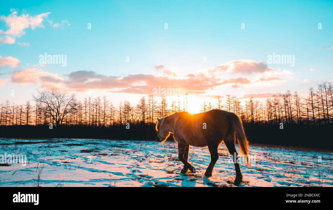 Dosanko horse hi-res stock photography and images - Alamy