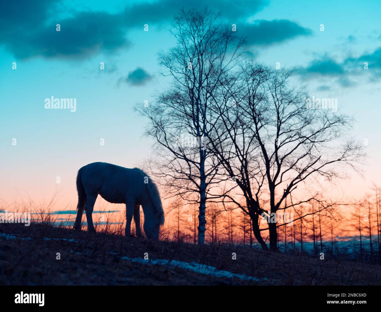 Dosanko Horse at Dawn Stock Photo - Alamy