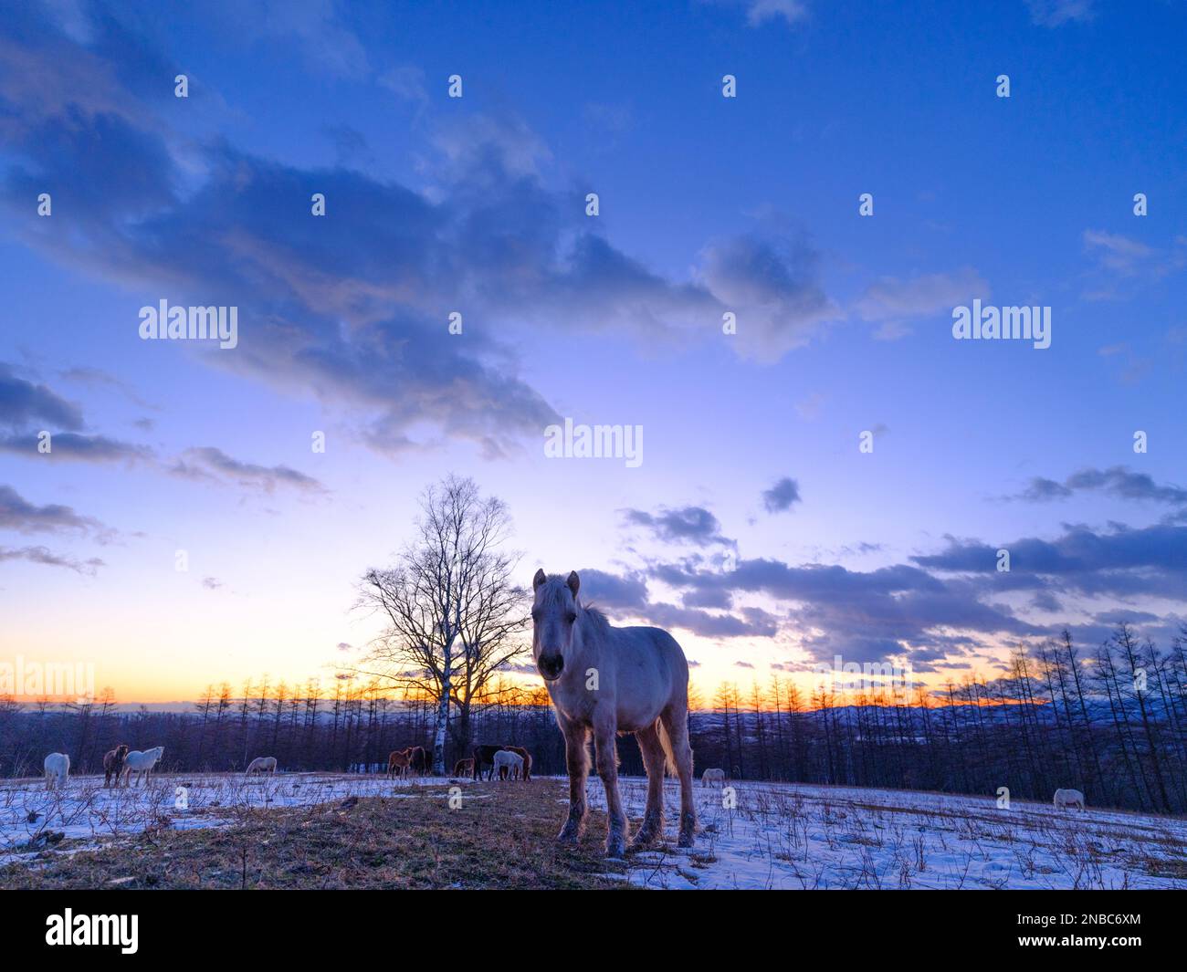Dosanko Horse at Dawn Stock Photo - Alamy