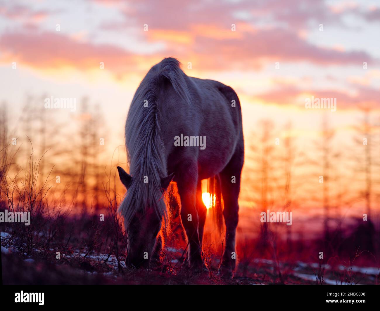 Dosanko Horse at Dawn Stock Photo - Alamy