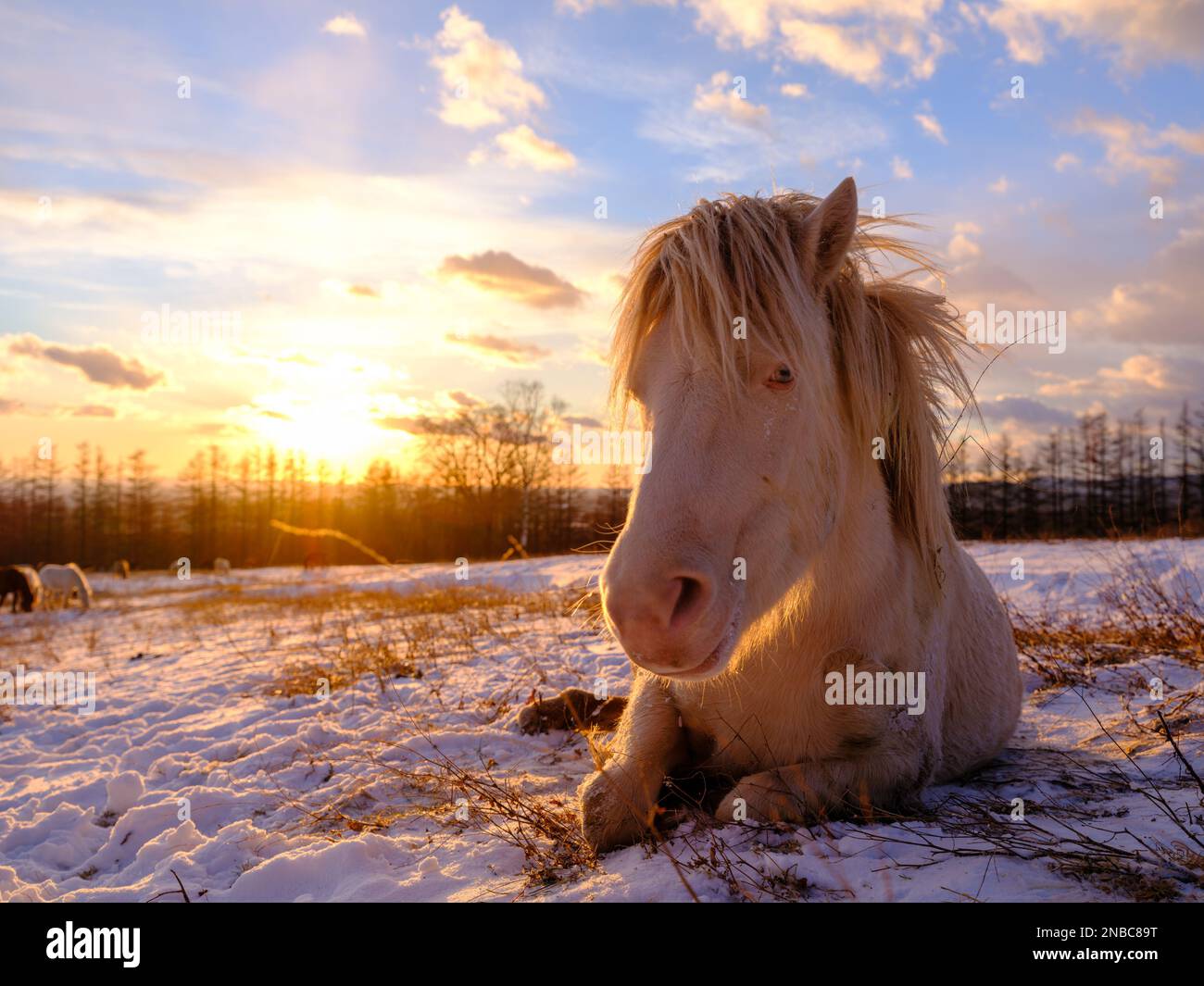 Dosanko Horse in Winter Stock Photo - Alamy