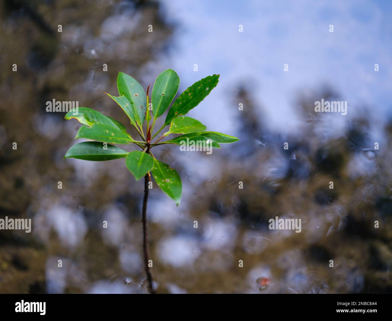 Sprout of Mangrove Stock Photo - Alamy