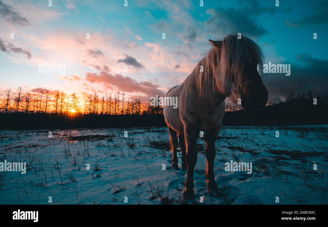 Dosanko Horse at Dawn Stock Photo - Alamy