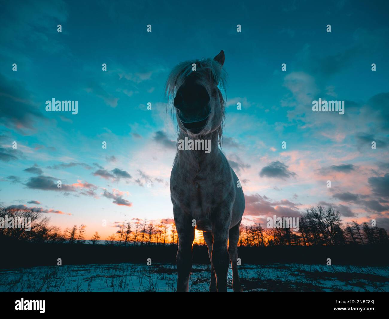 Dosanko Horse at Dawn Stock Photo - Alamy