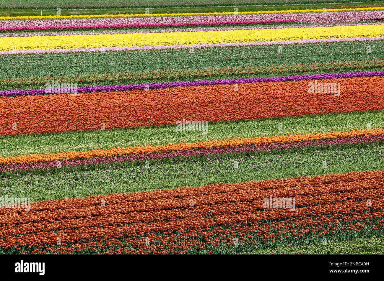 Tulip field in Amsterdam Netherlands Stock Photo - Alamy