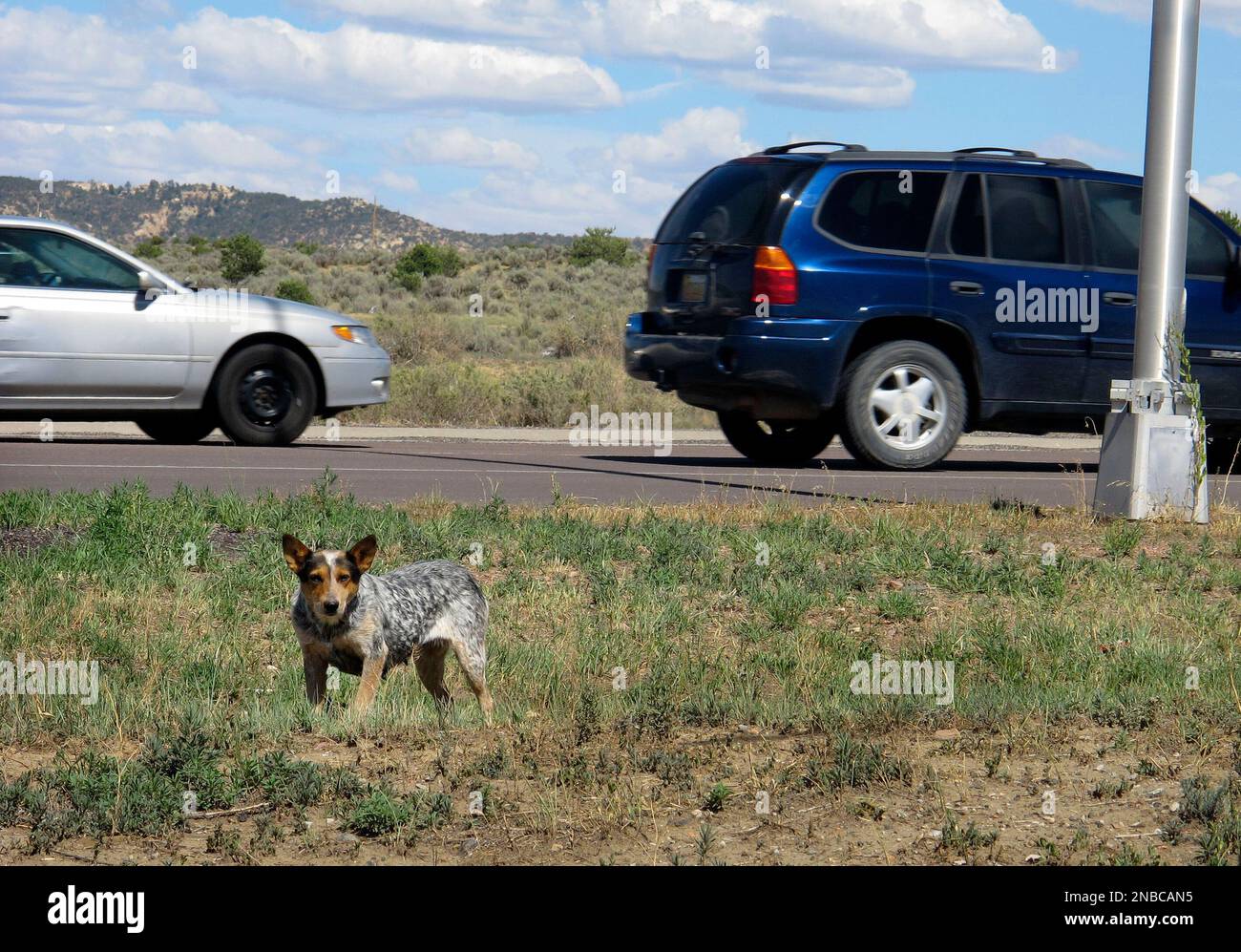 In this photo taken July 14, 2011, a dog searches for food along a ...