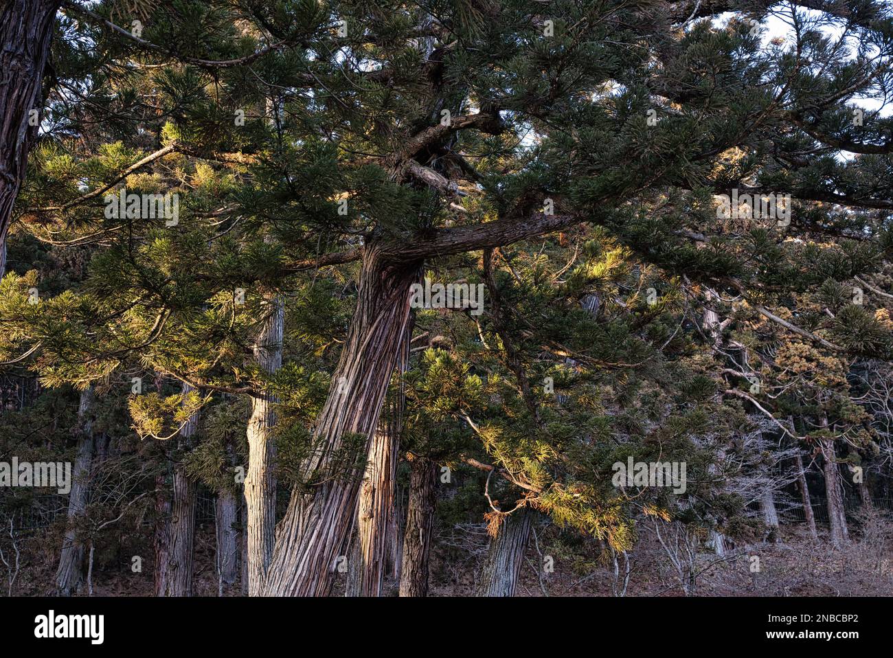 Big Pine Tree Stock Photo - Alamy