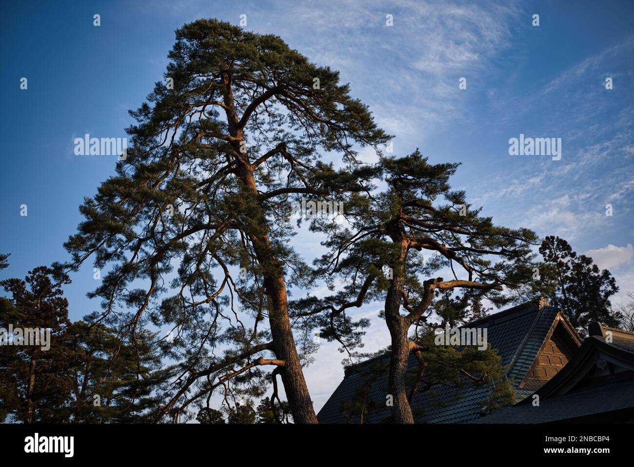 Big pine tree hi-res stock photography and images - Alamy