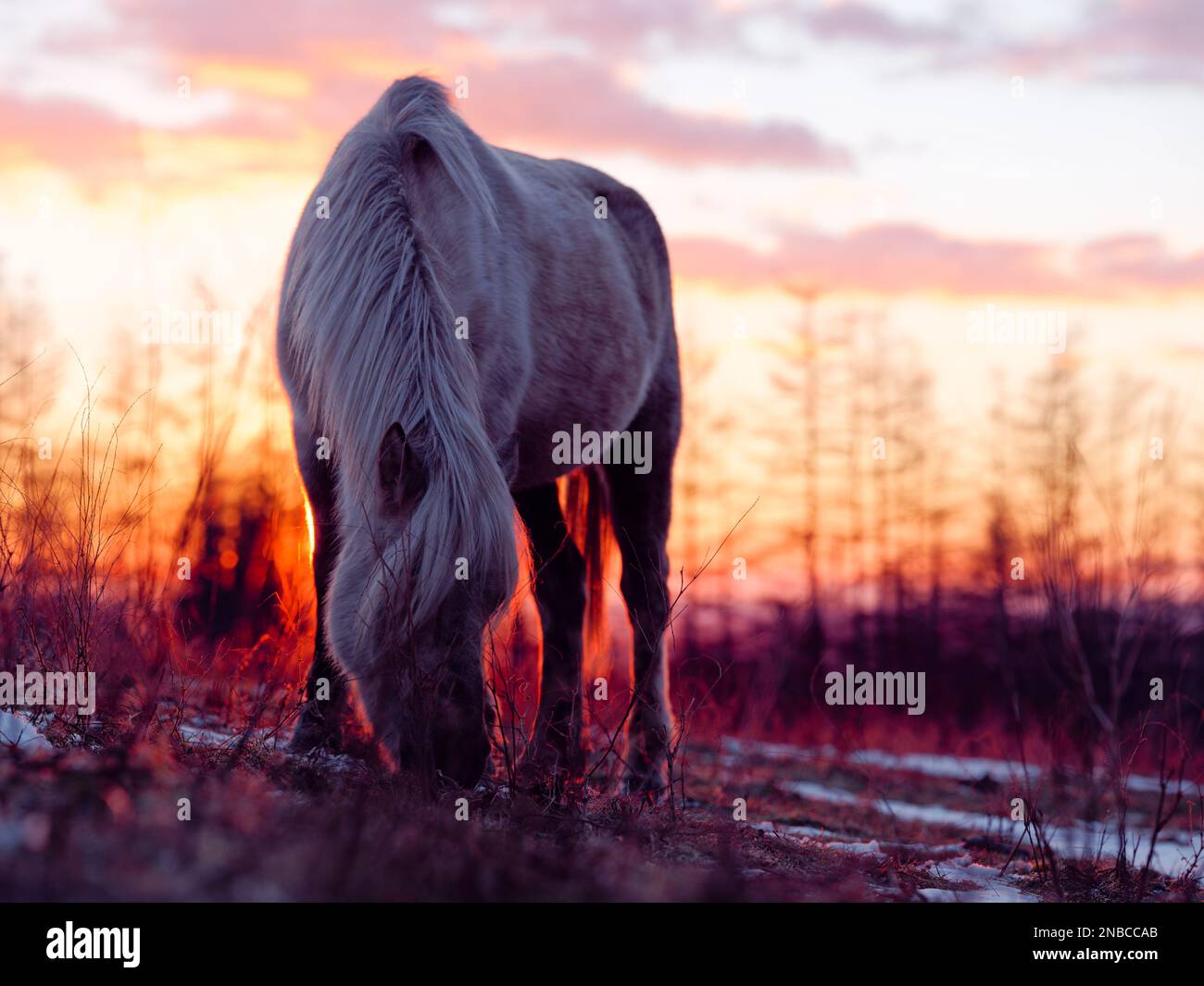 Dosanko Horse at Dawn Stock Photo - Alamy