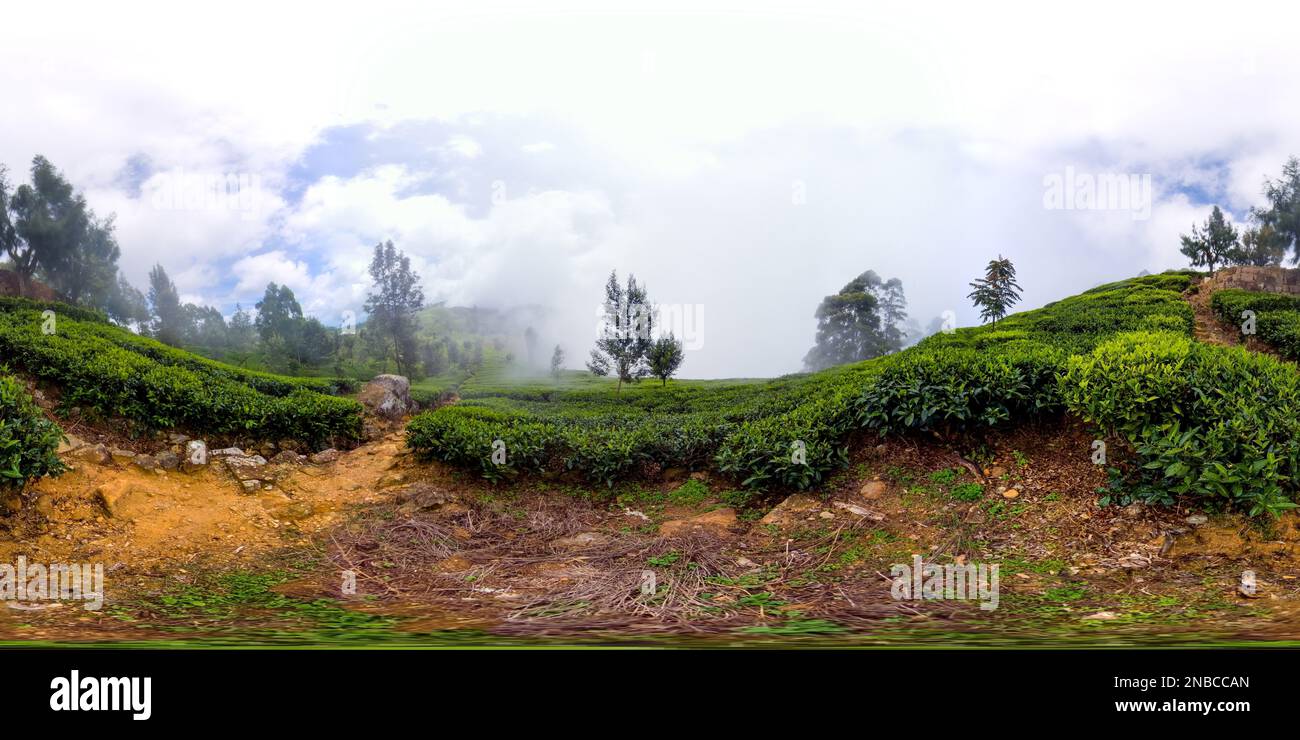 Lipton tea estate ceylon hi-res stock photography and images - Alamy