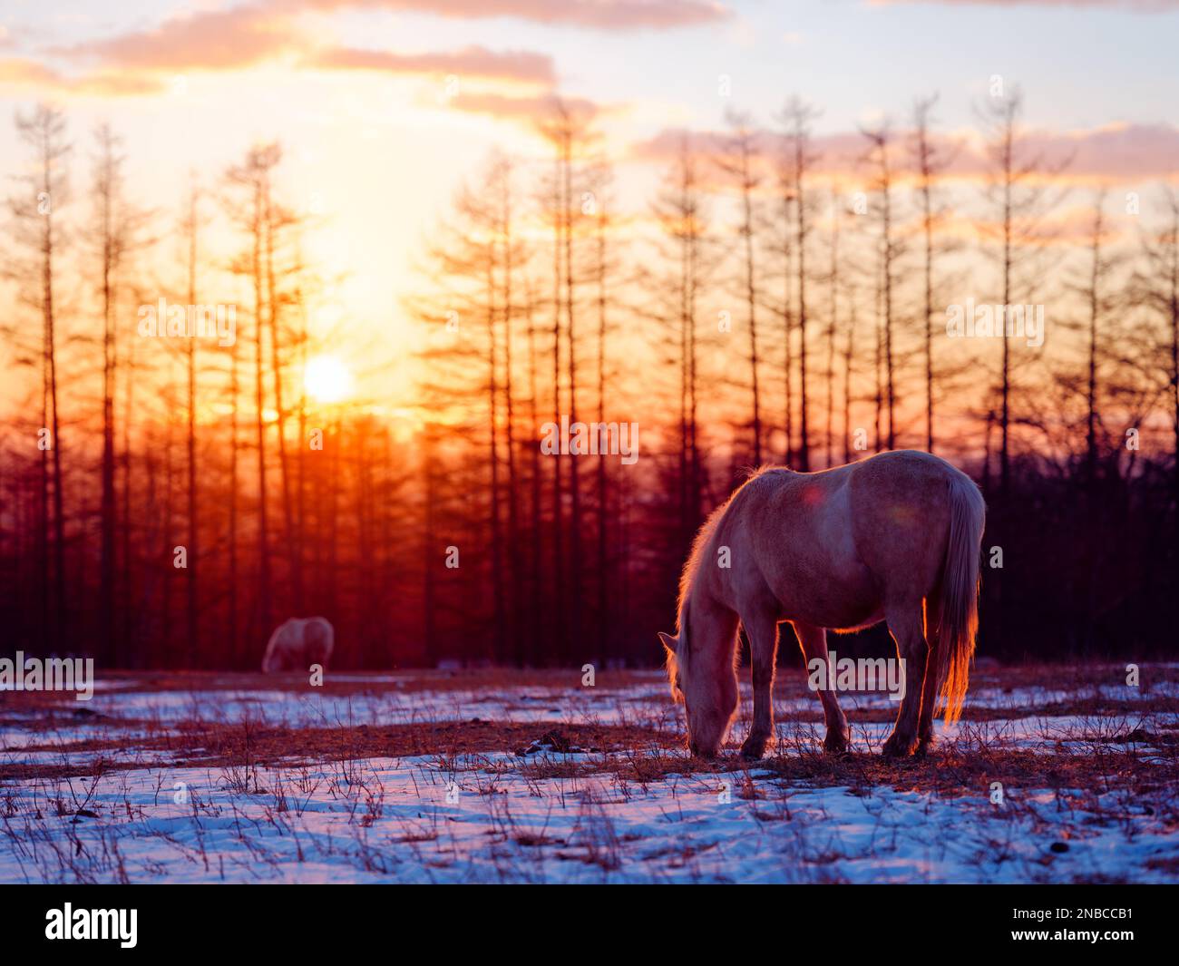 Dosanko horse hi-res stock photography and images - Alamy