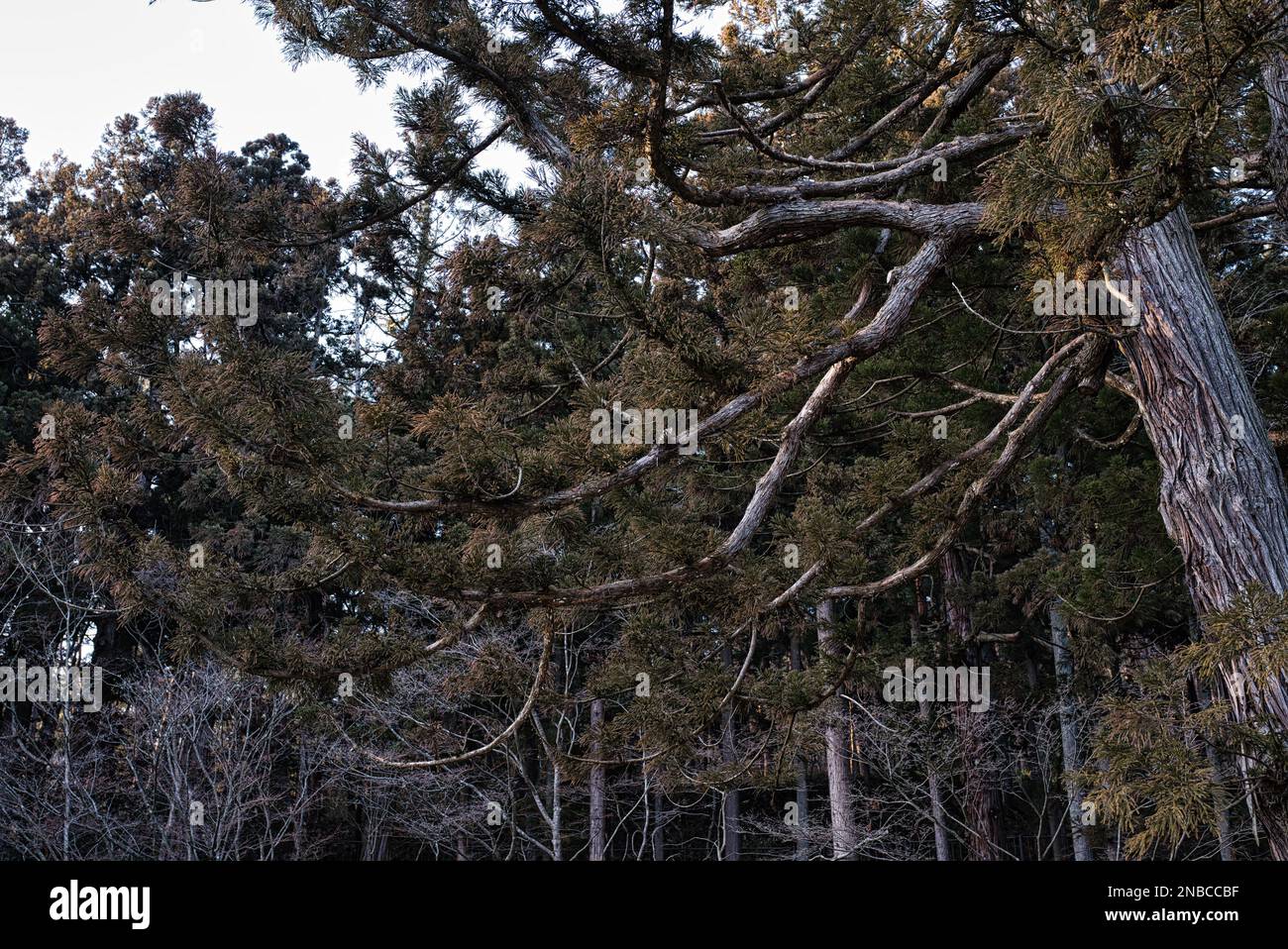 Big Pine Tree Stock Photo - Alamy
