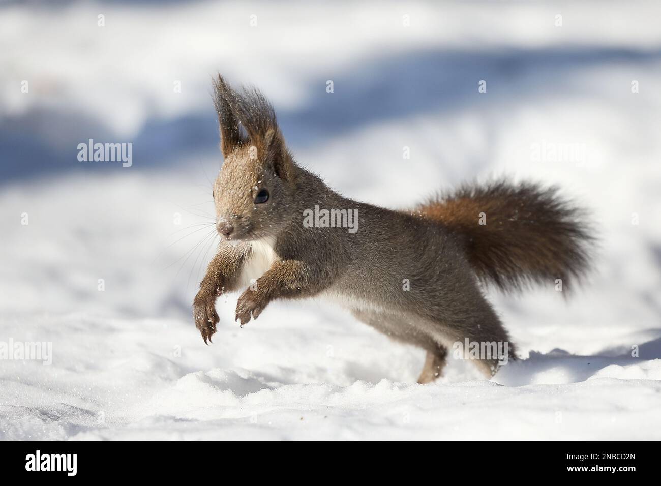 Hokkaido Squirrel Running Stock Photo - Alamy