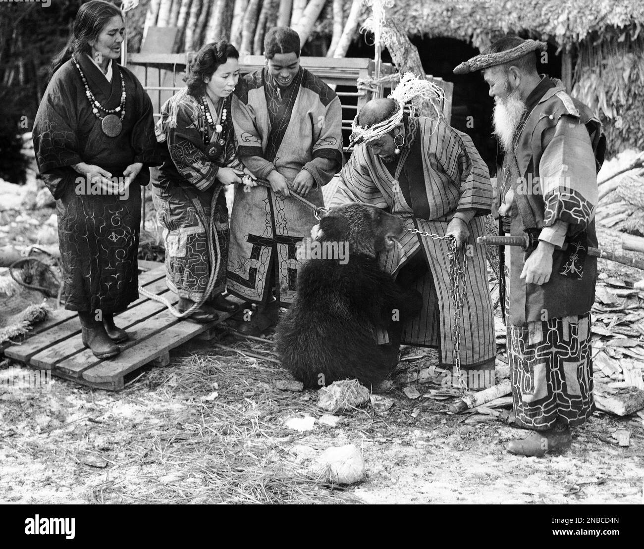 Elders among the Ainus, helped by younger members of the tribe in ...