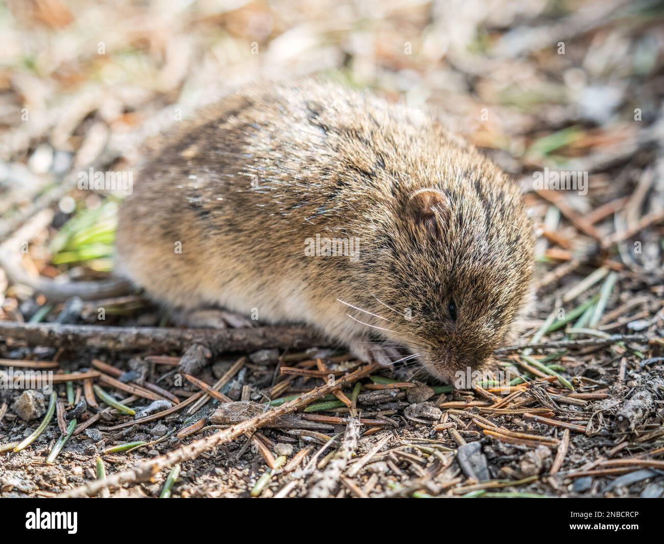 A closeup of a Common vole on the ground with a blurry background ...