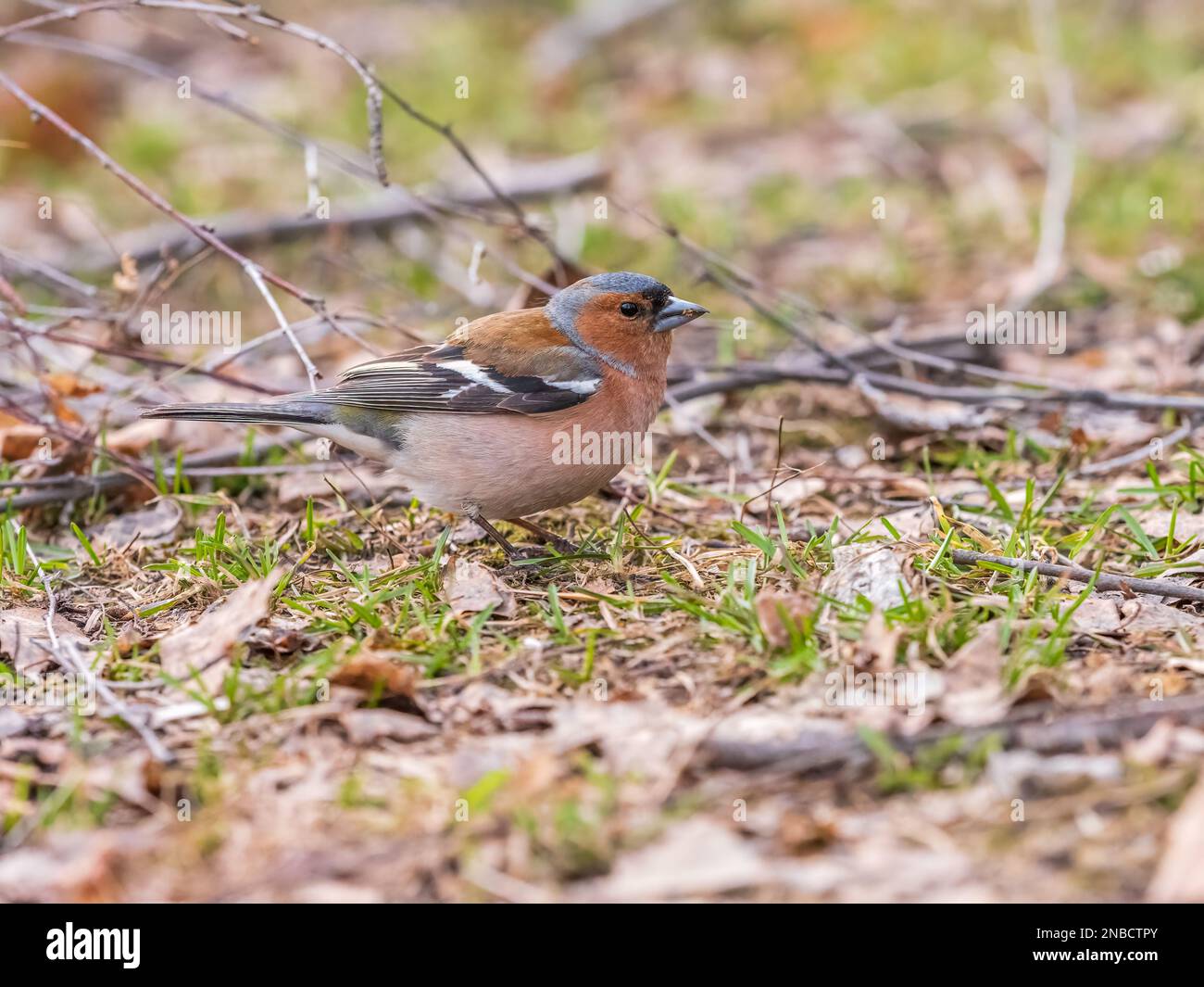 Common chaffinch sits on a green lawn in spring. Beautiful songbird ...