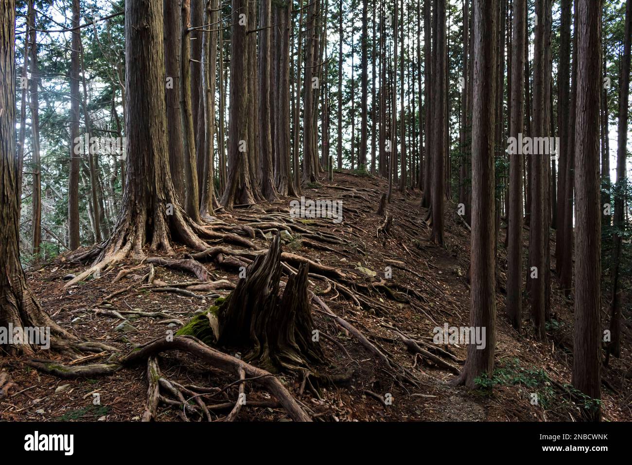 Mountain trail, in cedar forest, mount Izugatake trekking, Okumusashi ...