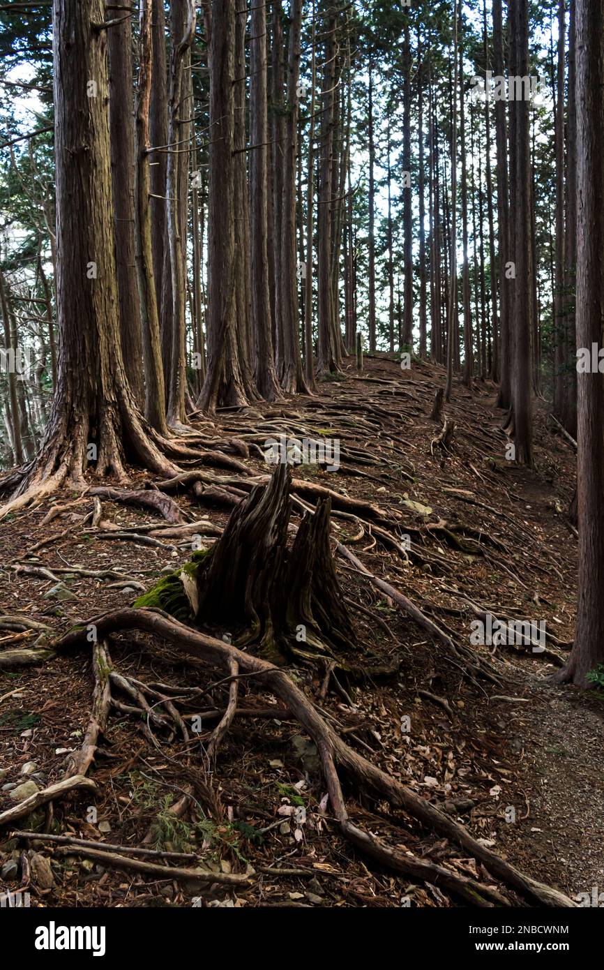 Mountain trail, in cedar forest, mount Izugatake trekking, Okumusashi ...