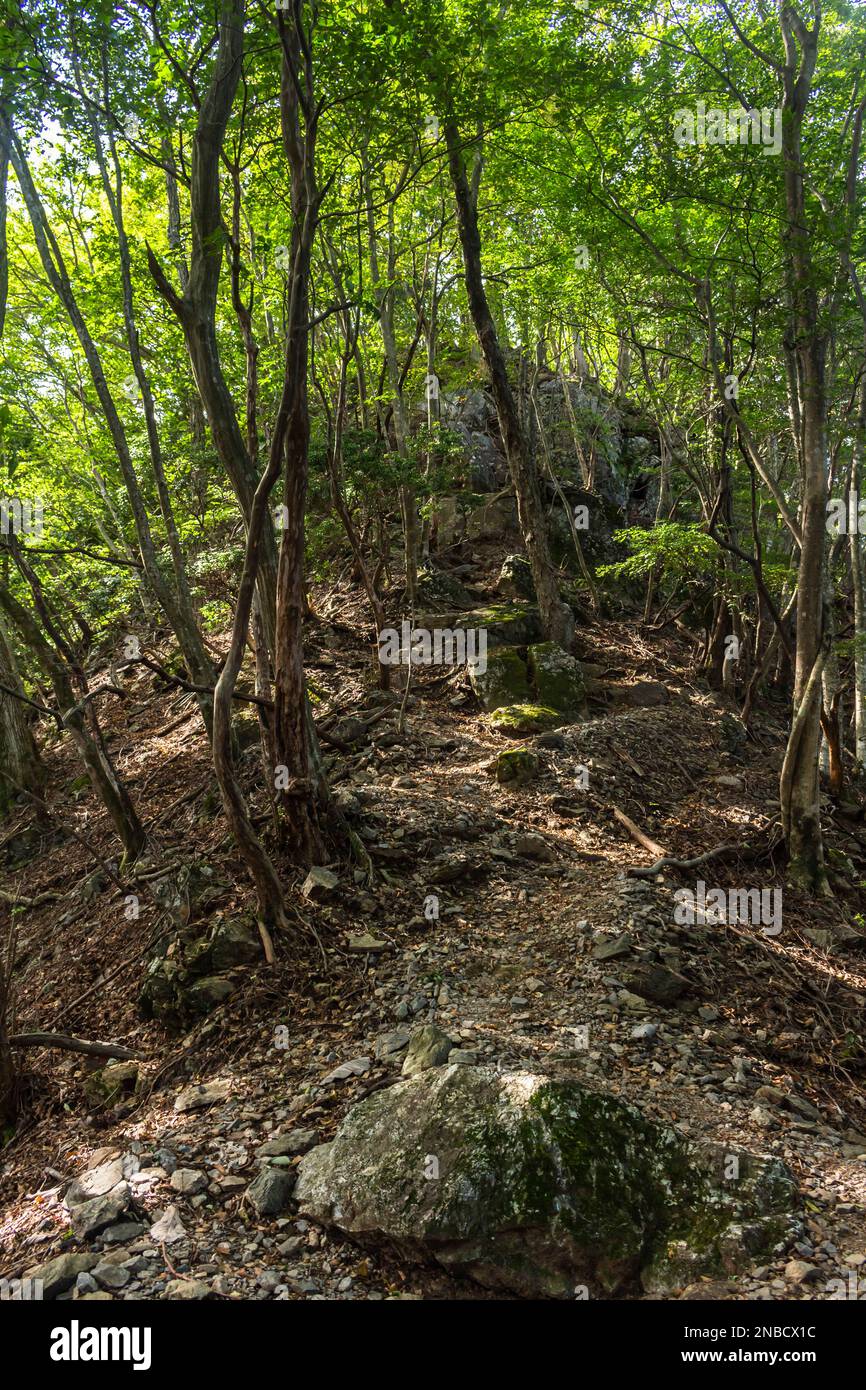 Mountain trail in native forest, Mt.warabiyama, Okumusashi mountains ...