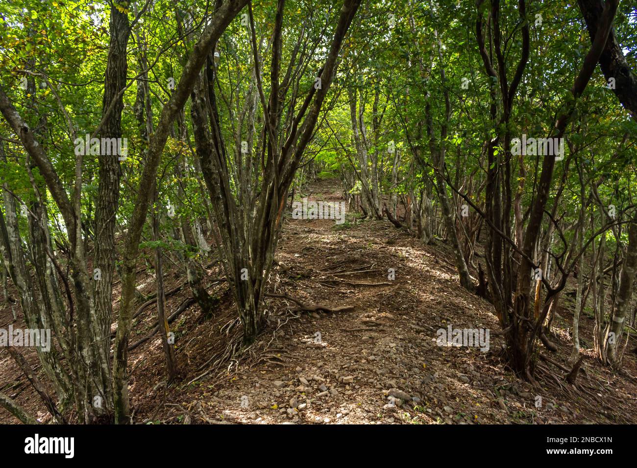 Mountain trail in native forest, Mt.warabiyama, Okumusashi mountains ...