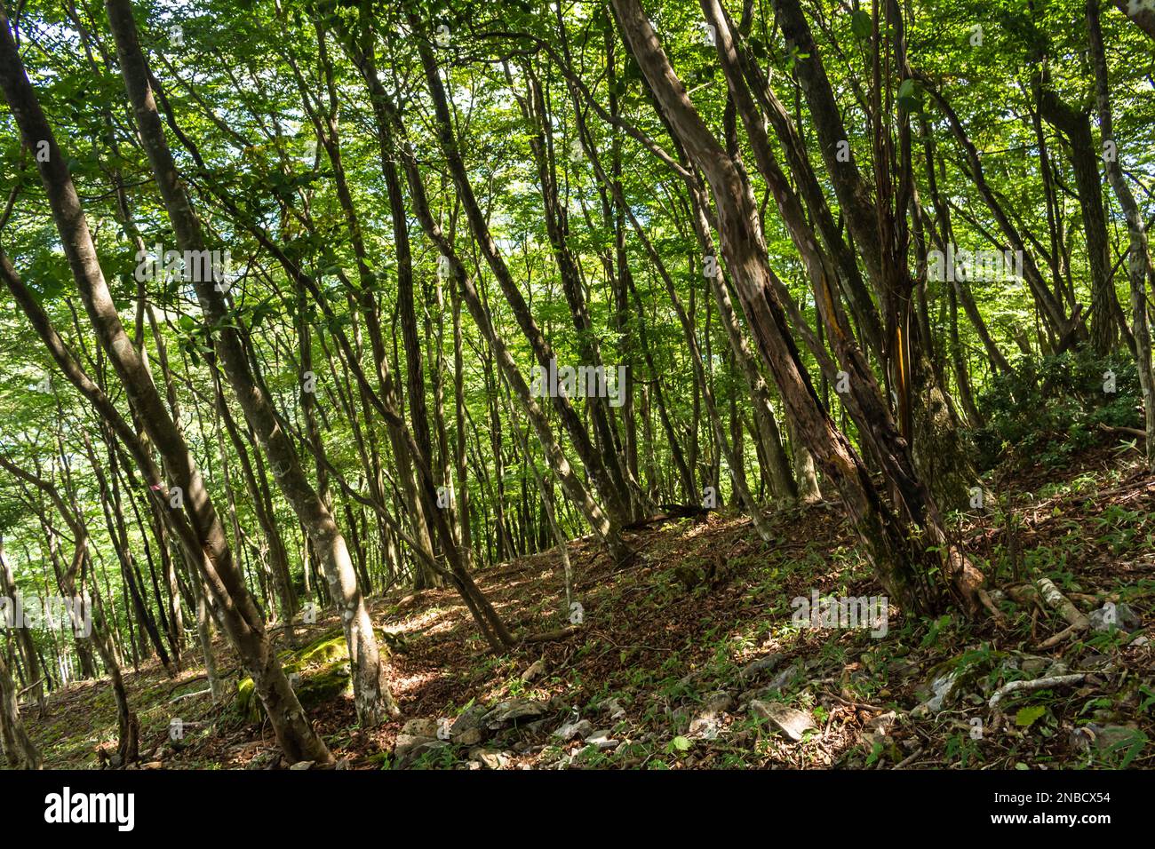 Mountain trail in native forest, Mt.warabiyama, Okumusashi mountains ...